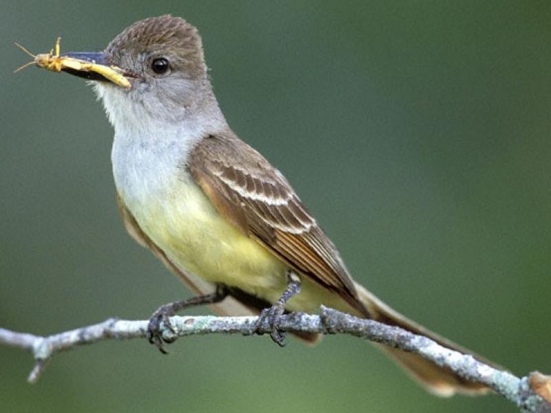 Brown-crested Flycatcher | Outdoor Alabama