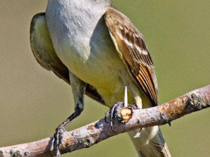 Brown-crested Flycatcher | Outdoor Alabama