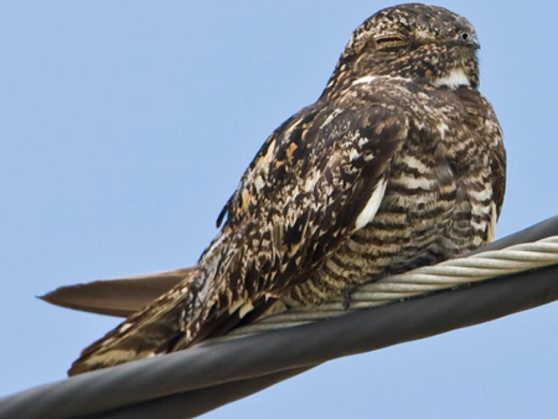 Common Nighthawk | Outdoor Alabama