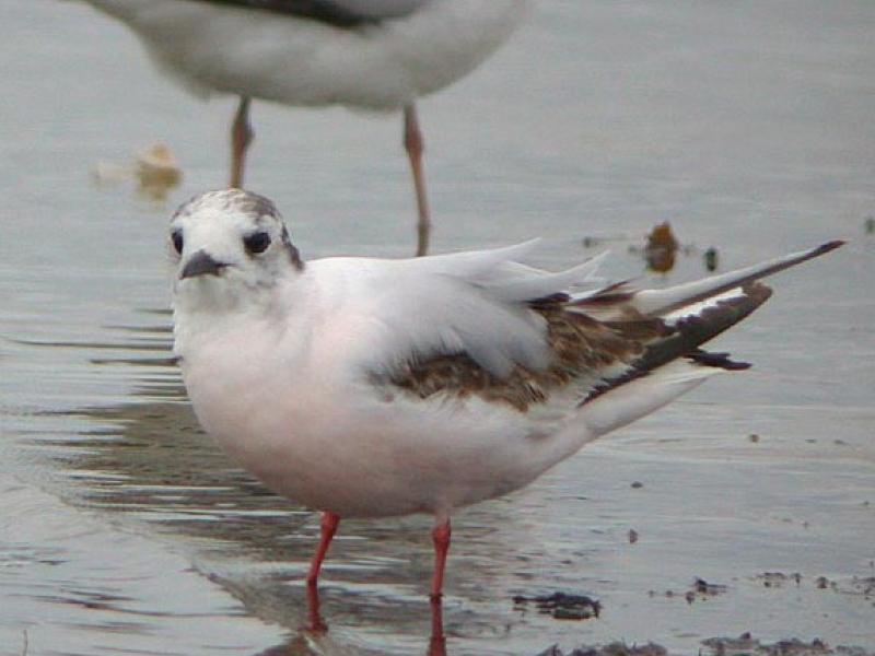Little Gull | Outdoor Alabama