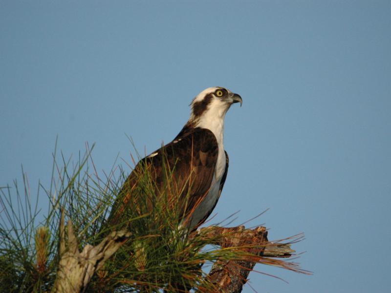 Identifying Native Hawks and Falcons | Outdoor Alabama