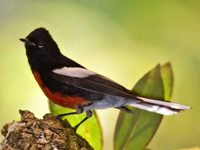 Painted Redstart | Outdoor Alabama