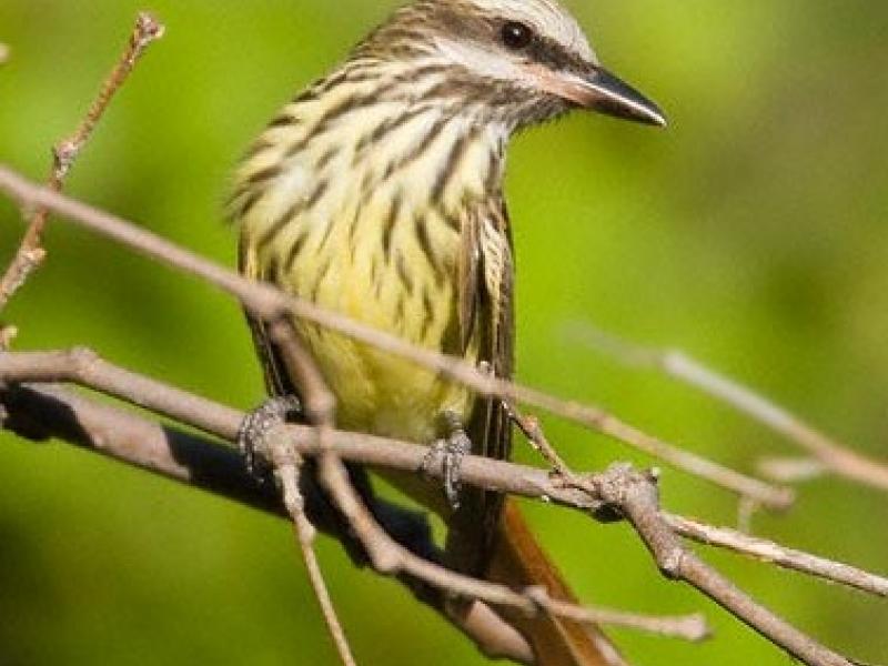 Sulphur-bellied Flycatcher | Outdoor Alabama