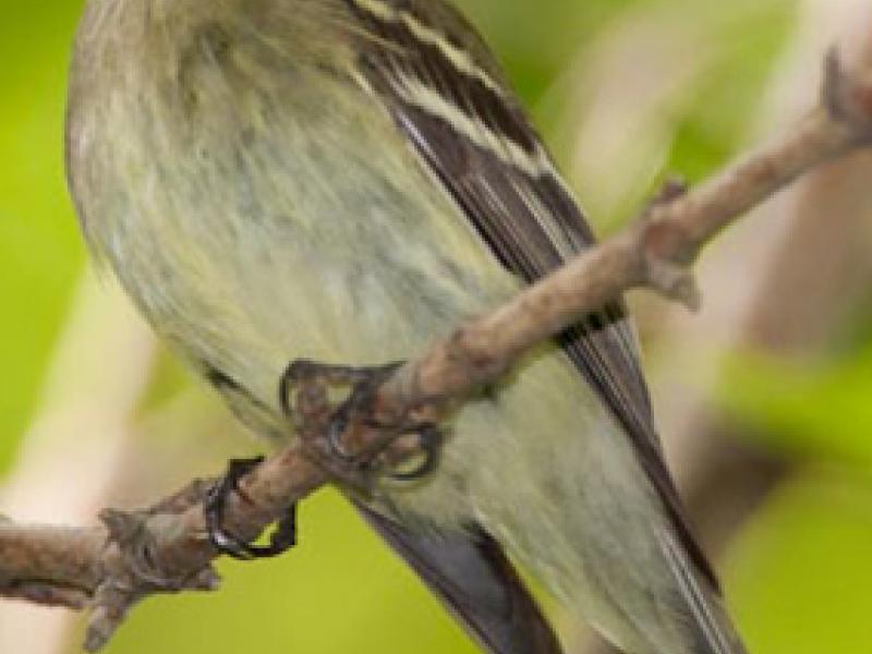 Yellow-bellied Flycatcher | Outdoor Alabama
