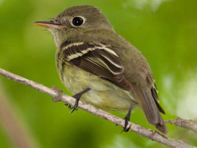 Yellow-bellied Flycatcher | Outdoor Alabama