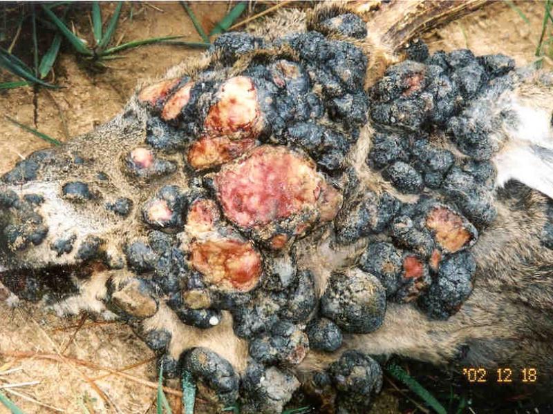 Cutaneous Fibromas | Outdoor Alabama