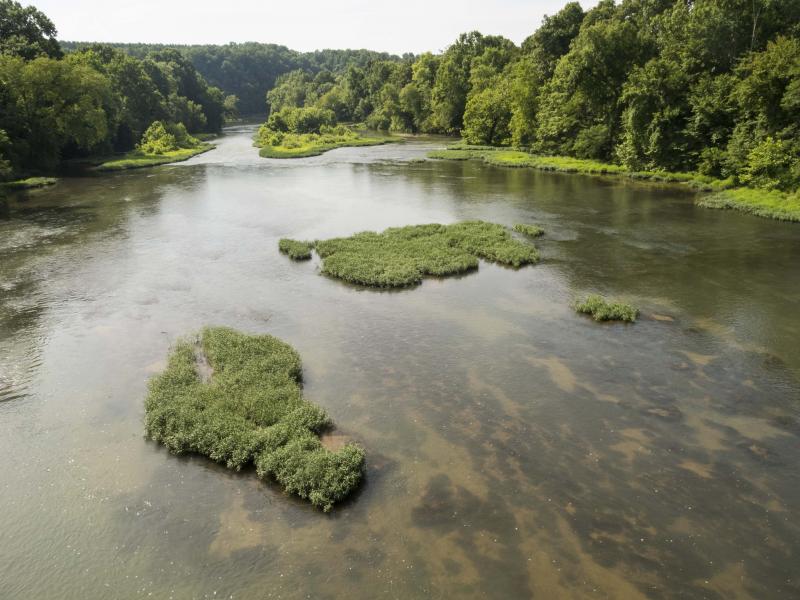 Eastern Hellbender Status Survey | Outdoor Alabama