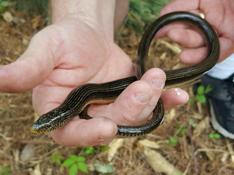 Eastern Glass Lizard | Outdoor Alabama