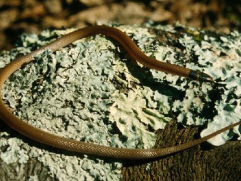 Southeastern Crowned Snake | Outdoor Alabama