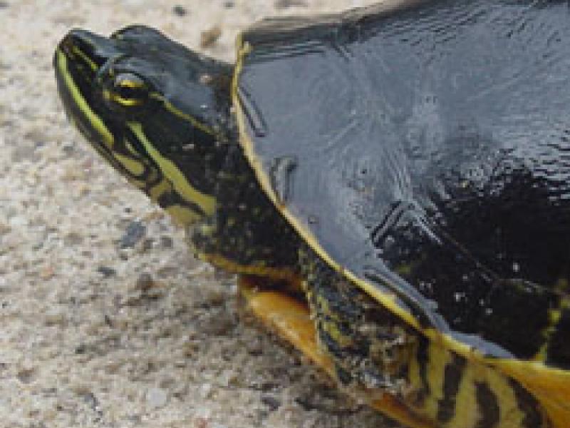 Eastern Chicken Turtle | Outdoor Alabama