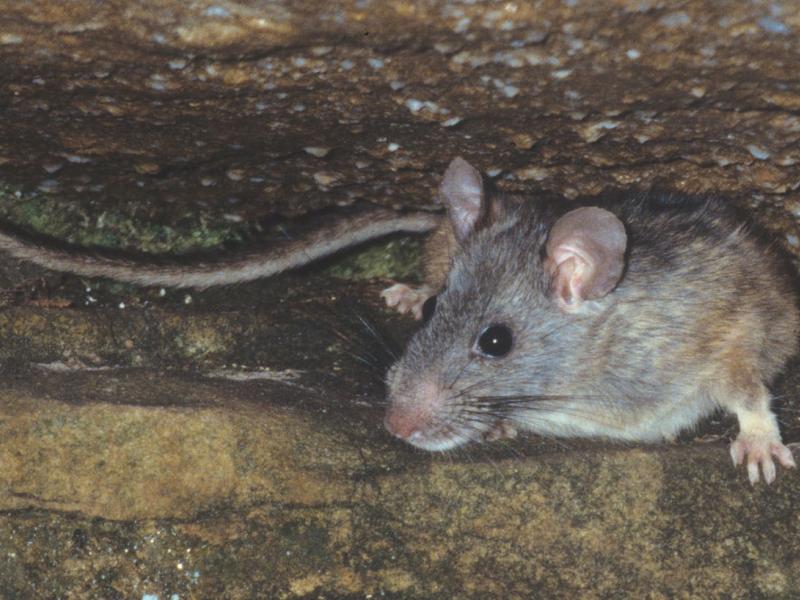 Allegheny Woodrat | Outdoor Alabama
