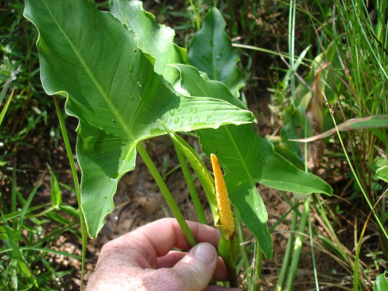 Arrow Arum | Outdoor Alabama