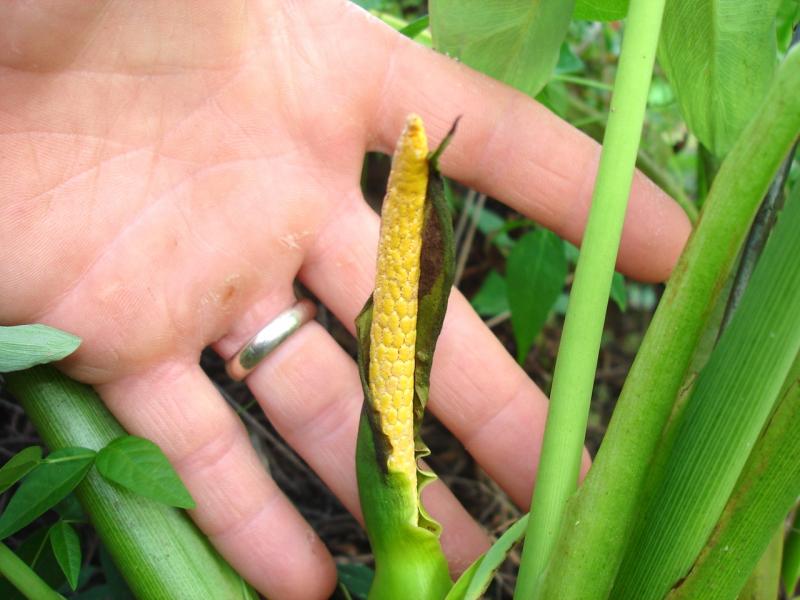 Arrow Arum | Outdoor Alabama