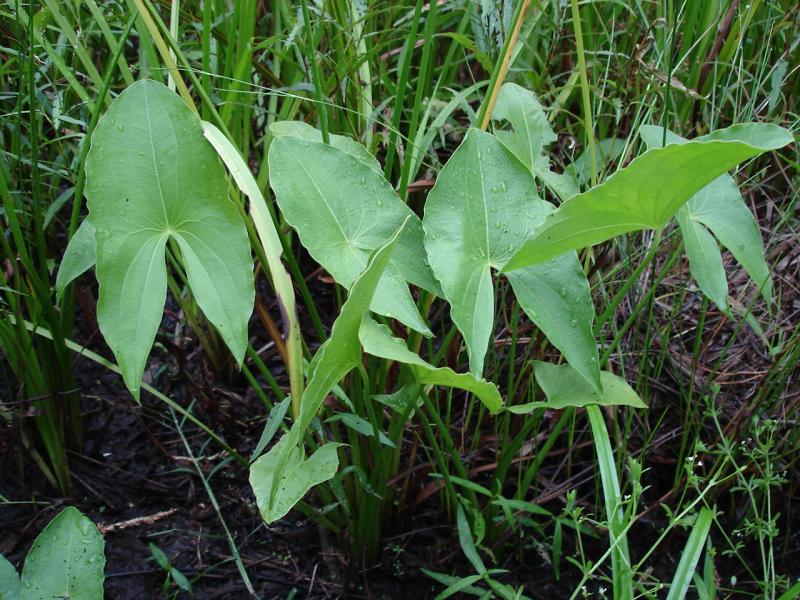 Arrowhead | Outdoor Alabama