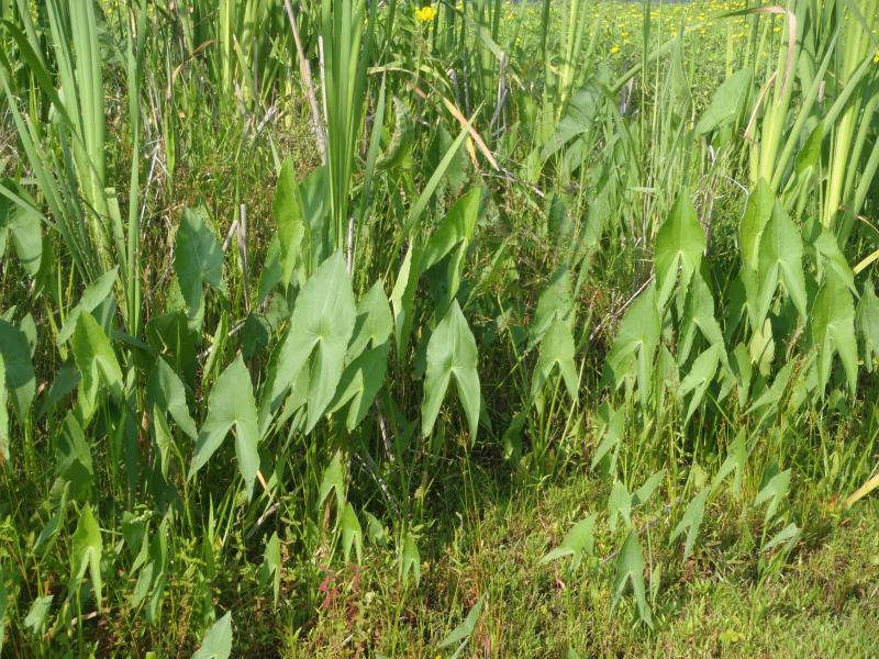 Arrowhead | Outdoor Alabama