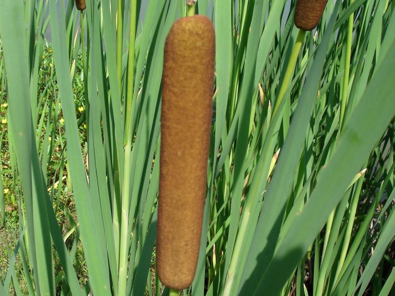Broad-leaf Cattail | Outdoor Alabama