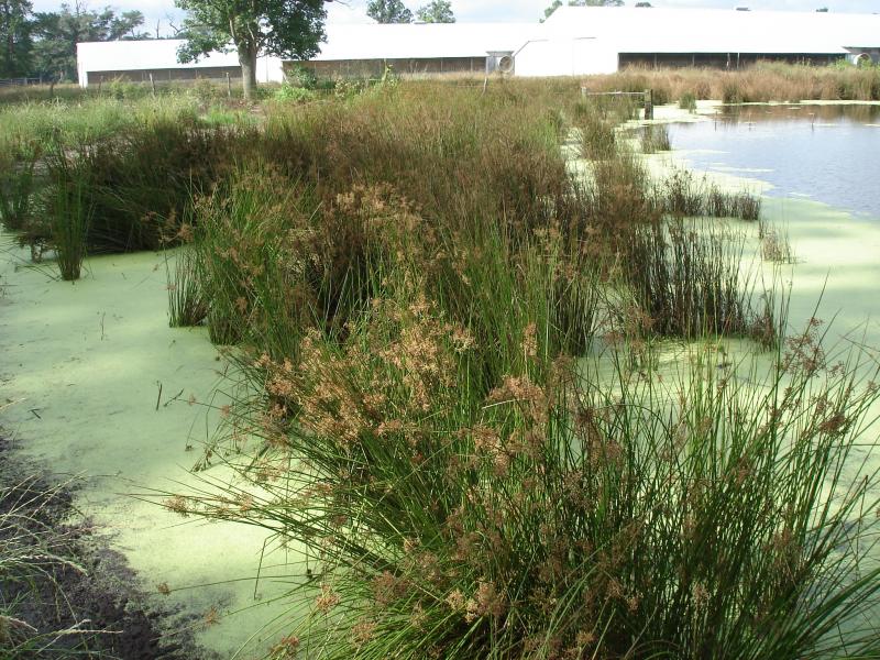 Bulrush | Outdoor Alabama