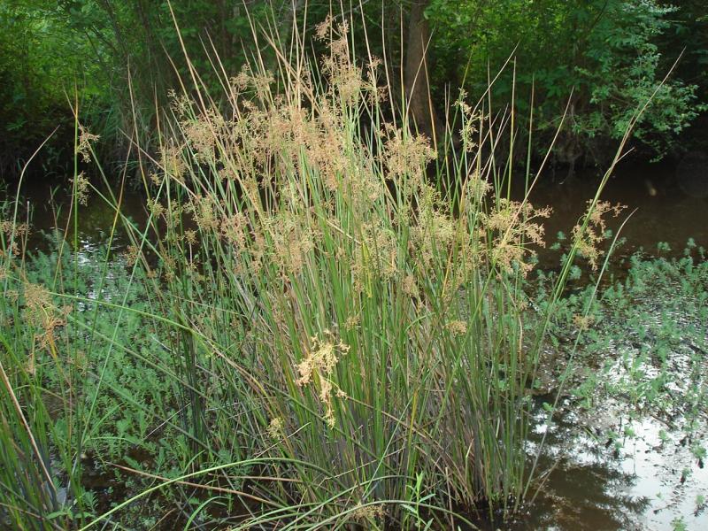 Bulrush | Outdoor Alabama