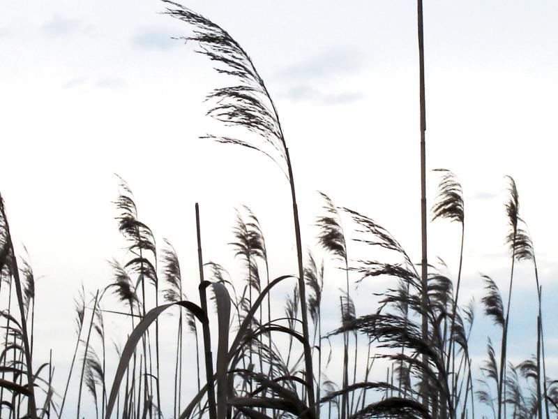 Common Reed | Outdoor Alabama