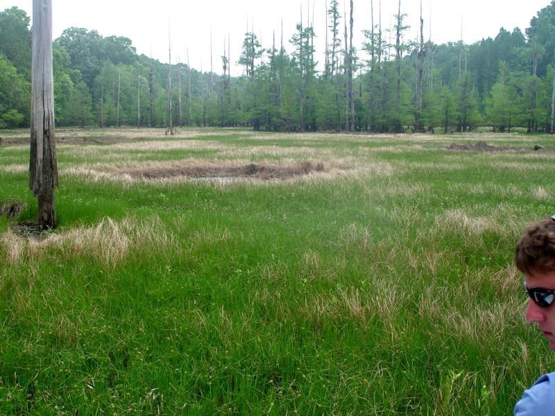 Cuban Bulrush | Outdoor Alabama