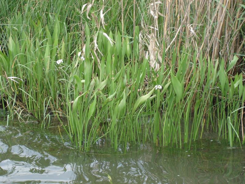 Duck Potato | Outdoor Alabama
