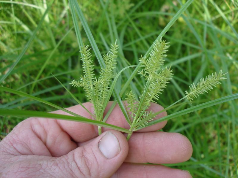 Flat Sedge | Outdoor Alabama