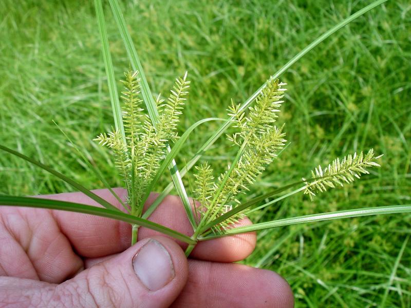 Flat Sedge | Outdoor Alabama