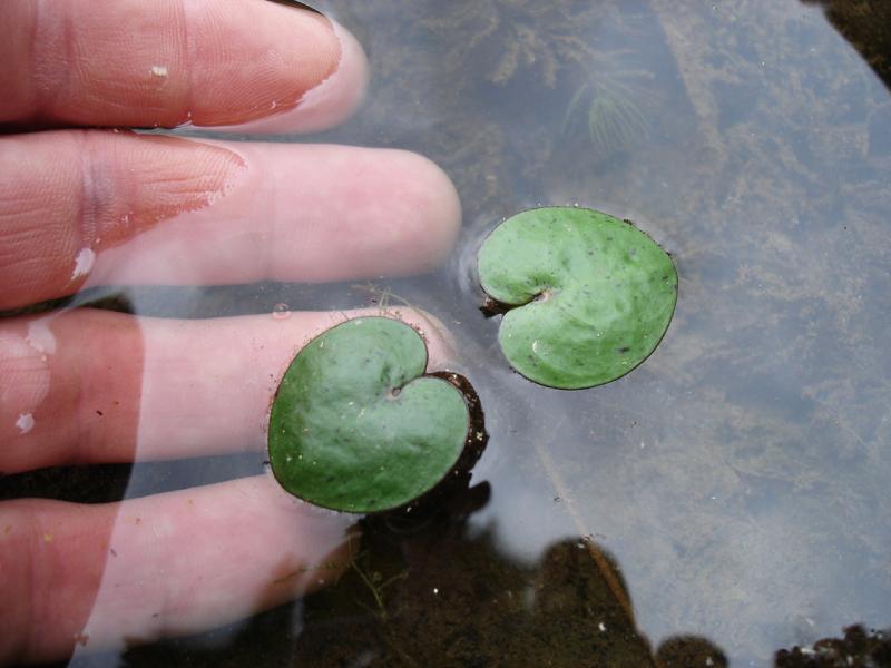 Frog's Bit | Outdoor Alabama