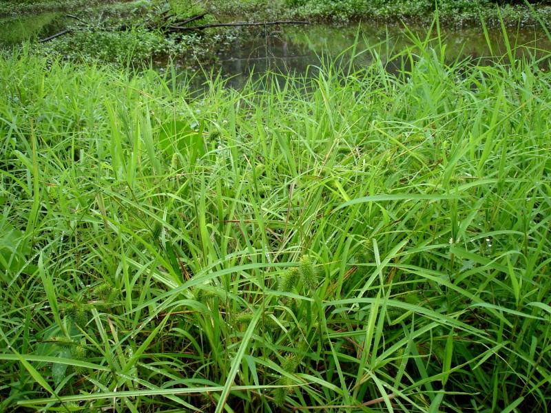 Hop Sedge | Outdoor Alabama