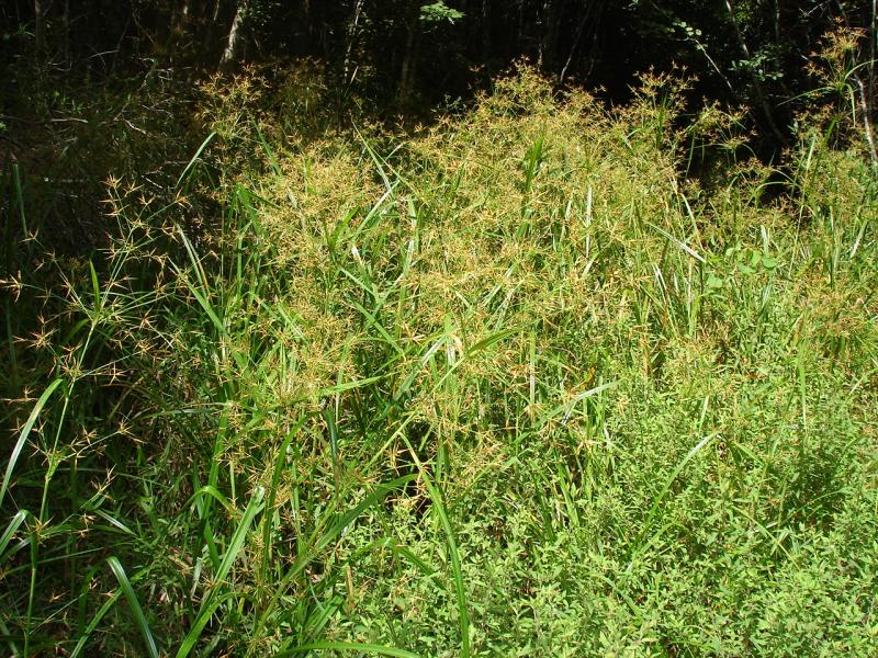 Horned Beakrush | Outdoor Alabama