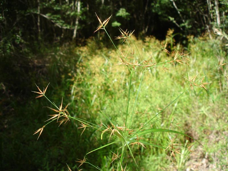 Horned Beakrush | Outdoor Alabama