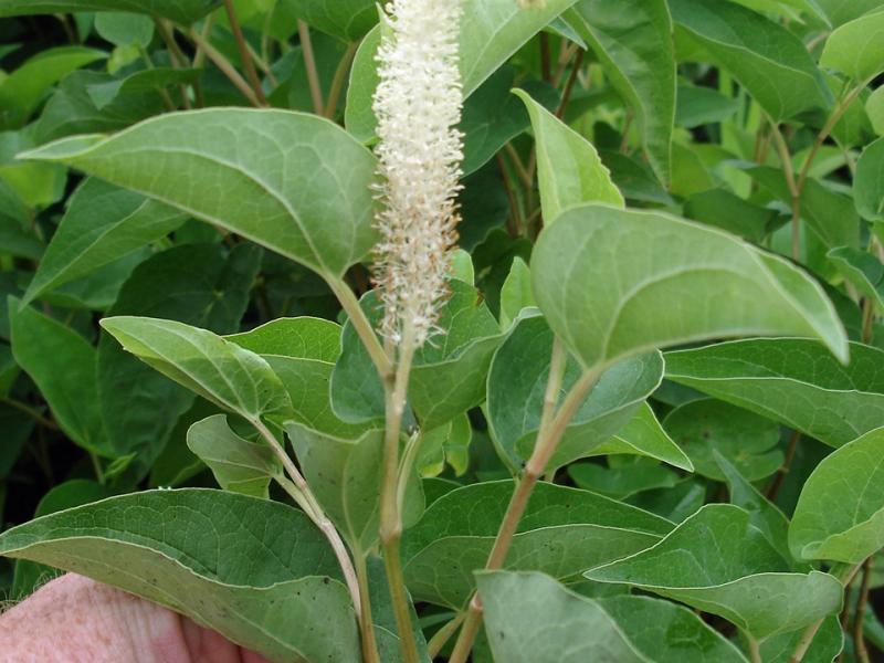 Lizard Tail | Outdoor Alabama