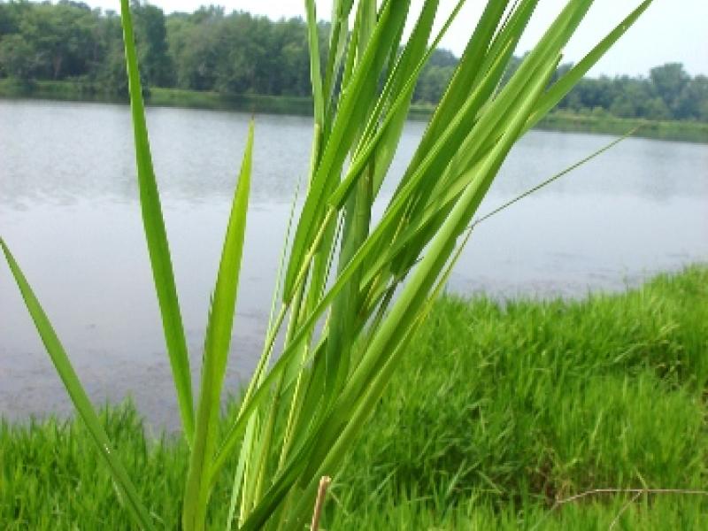 Maidencane | Outdoor Alabama