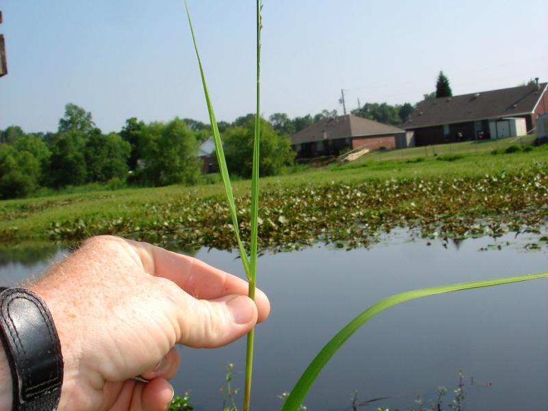 Maidencane | Outdoor Alabama