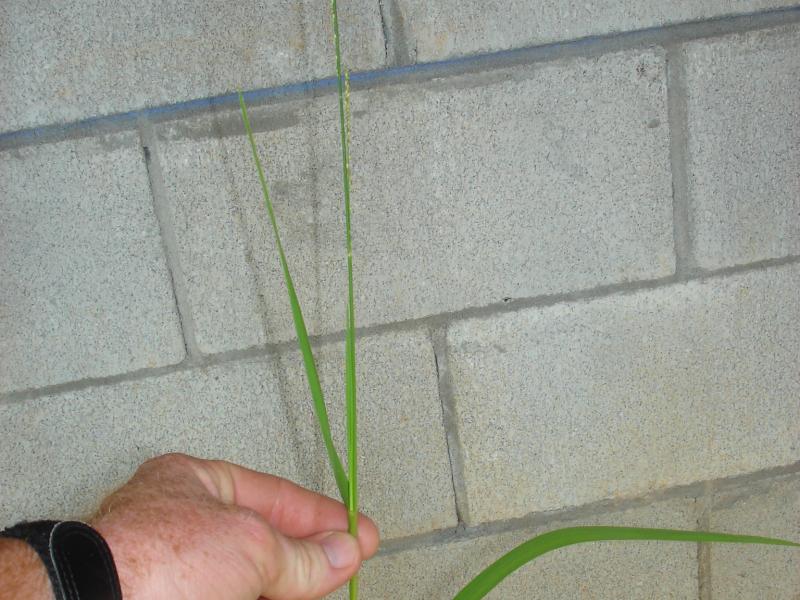 Maidencane | Outdoor Alabama