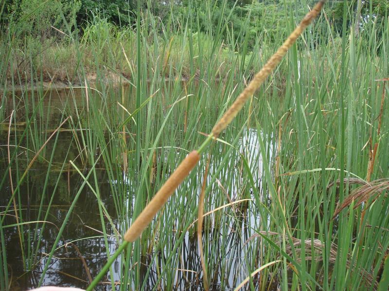 Narrow-leaf Cattail | Outdoor Alabama