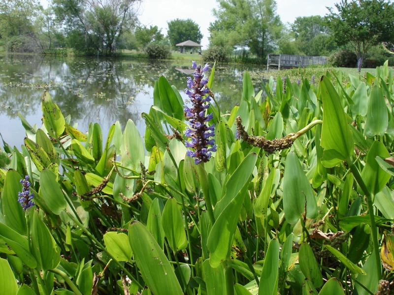 Pickerelweed | Outdoor Alabama