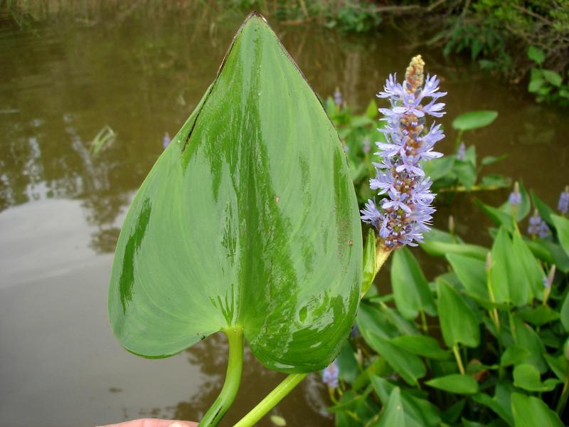 Pickerelweed | Outdoor Alabama