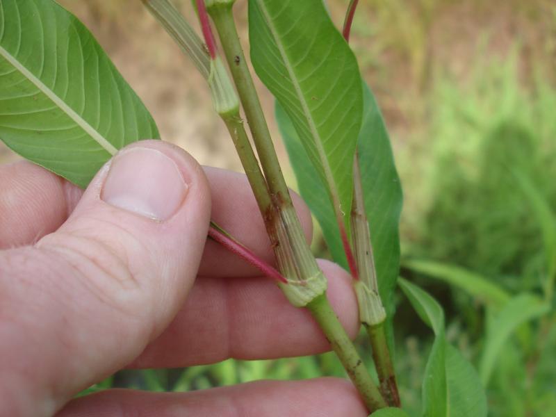 Smartweeds | Outdoor Alabama