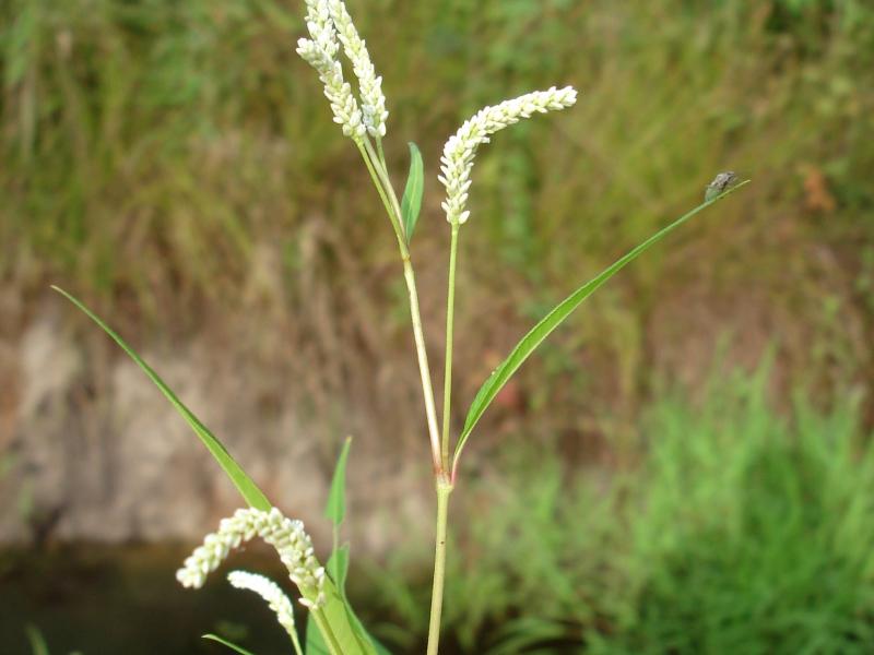 Smartweeds | Outdoor Alabama