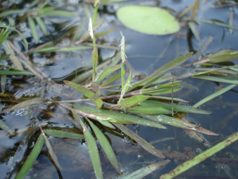 Southern Water Grass | Outdoor Alabama