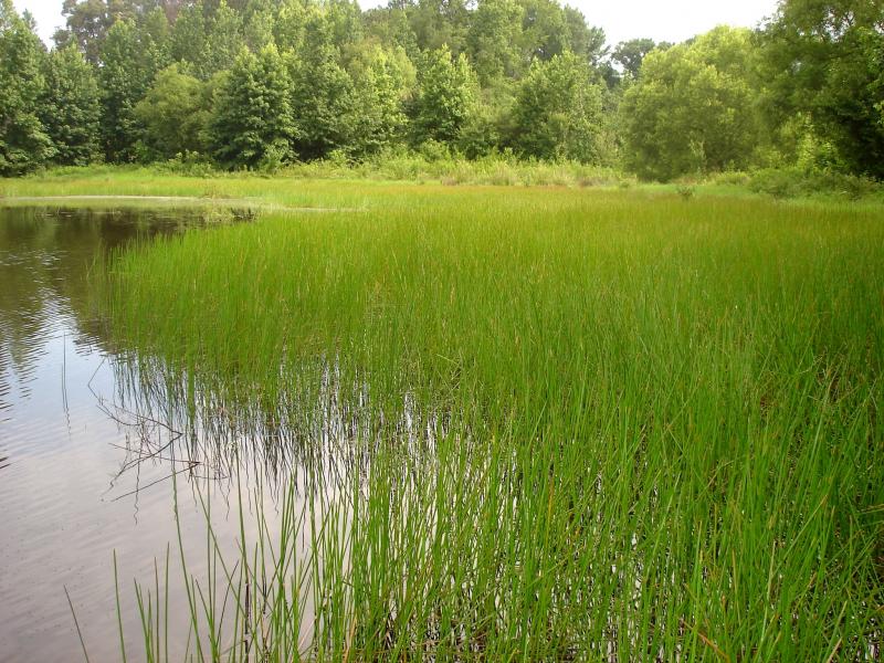 Squarestem Spikerush | Outdoor Alabama