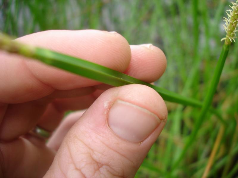 square stemmed plant