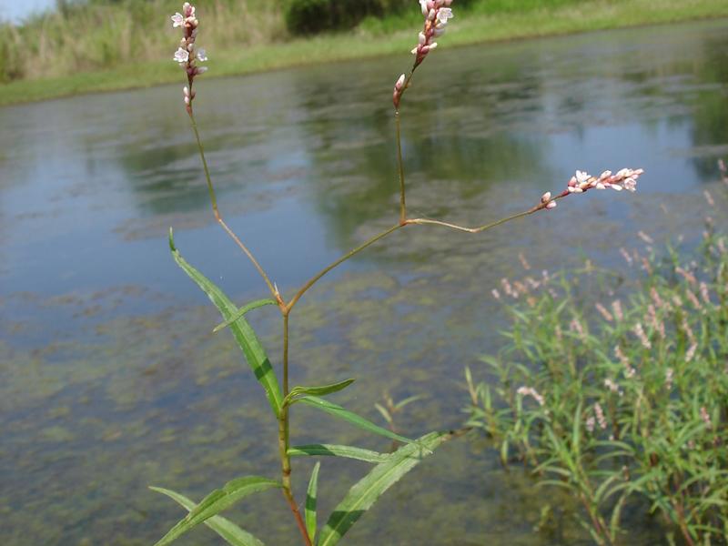 Swamp Smartweed | Outdoor Alabama