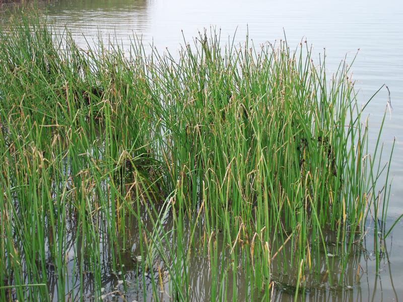 Three-square Bulrush | Outdoor Alabama