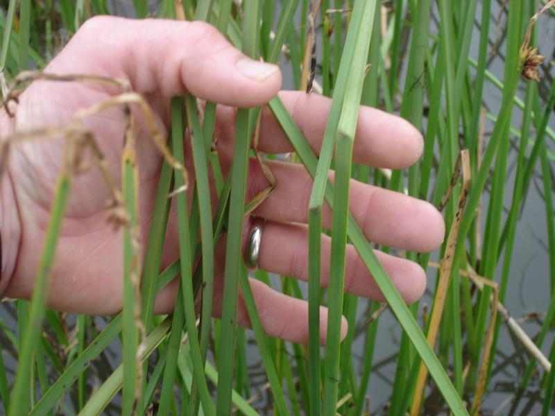 Three-square Bulrush | Outdoor Alabama