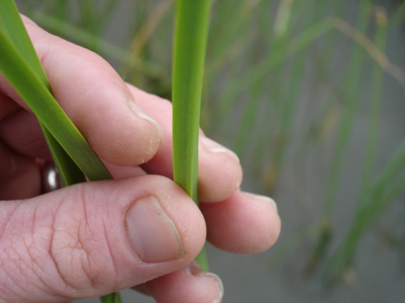 Three-square Bulrush | Outdoor Alabama