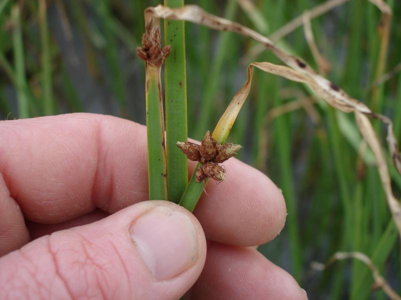 Three-square Bulrush | Outdoor Alabama