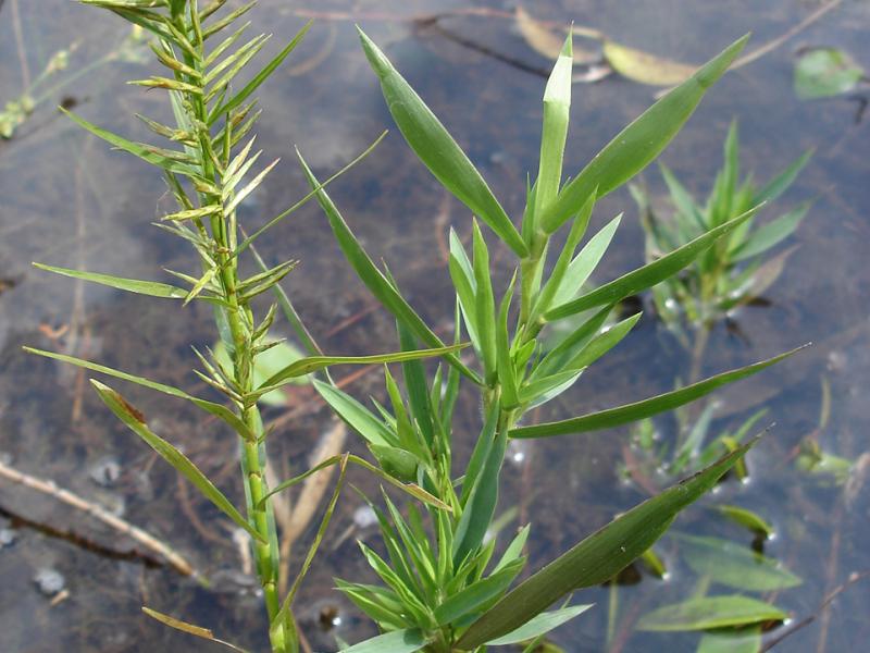 Three-way Sedge | Outdoor Alabama