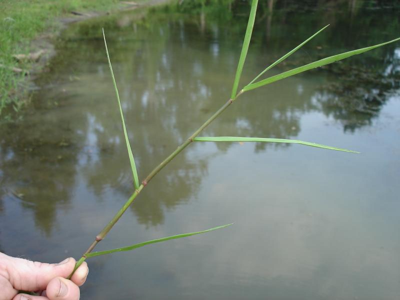 Torpedo Grass | Outdoor Alabama